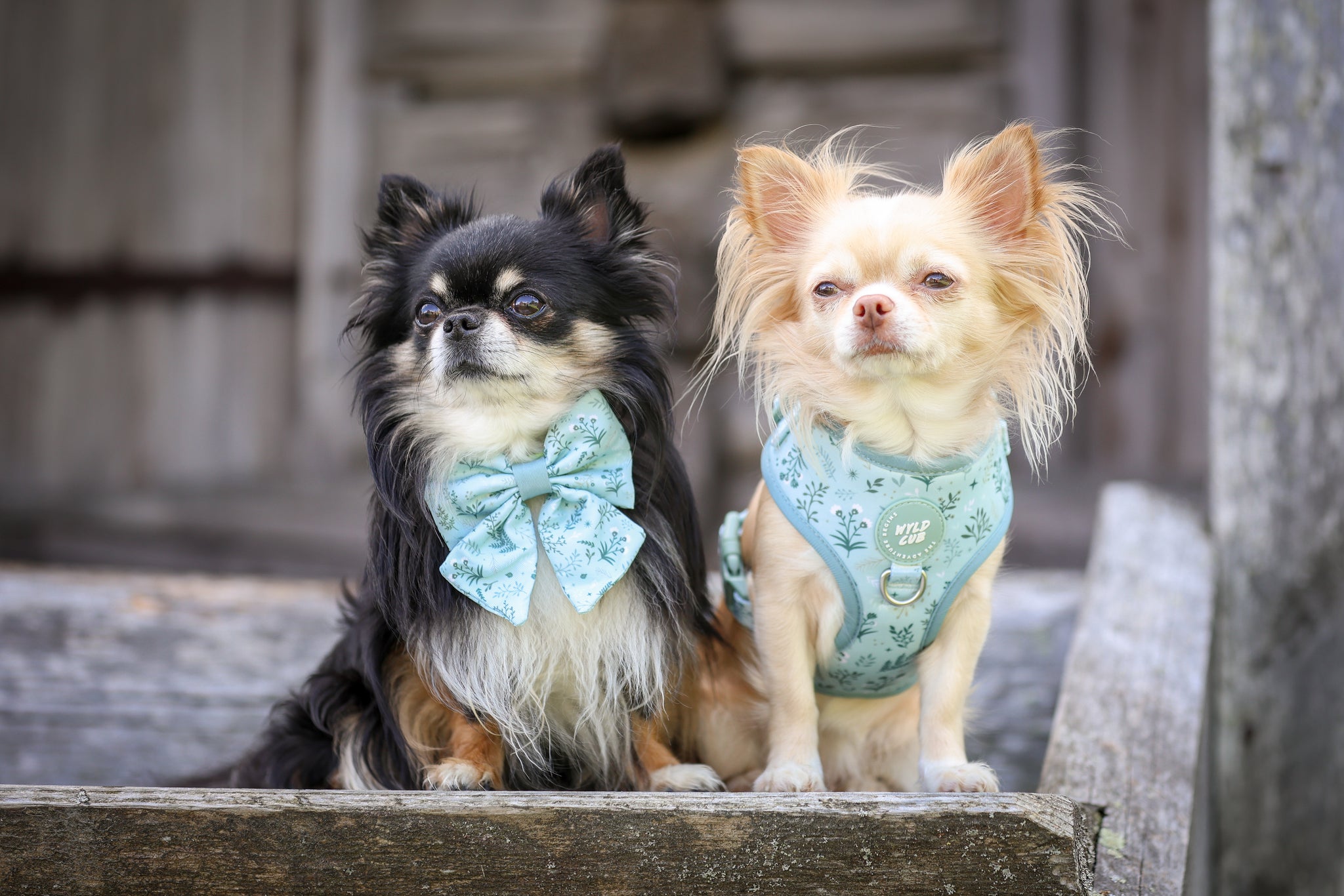 Dog Sailor Bow: Chiswick Pistachio – WYLD CUB