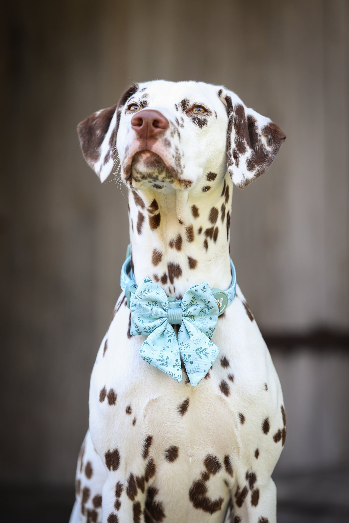 Dog Sailor Bow: Chiswick Pistachio – WYLD CUB