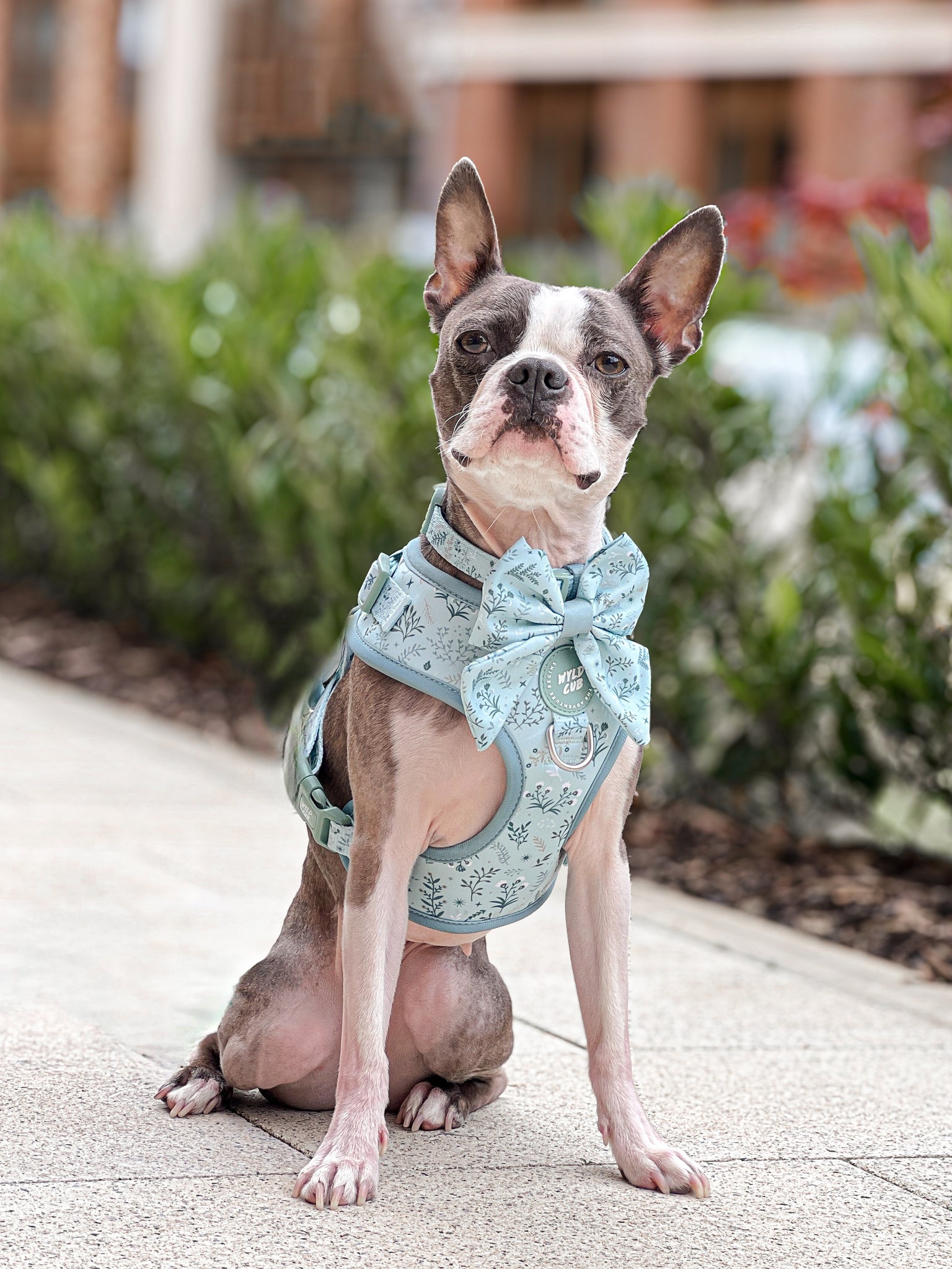 Dog Sailor Bow: Chiswick Pistachio – WYLD CUB