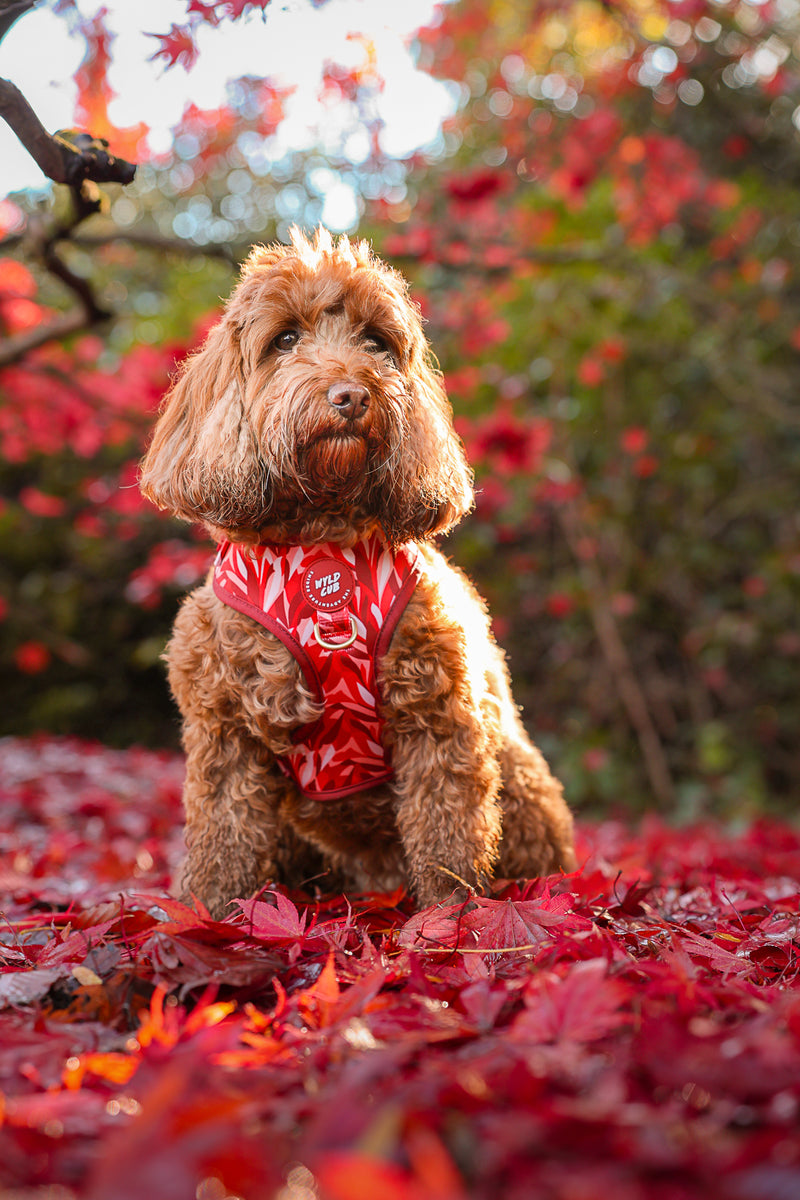Adjustable Dog Harness: Kew Acer – WYLD CUB
