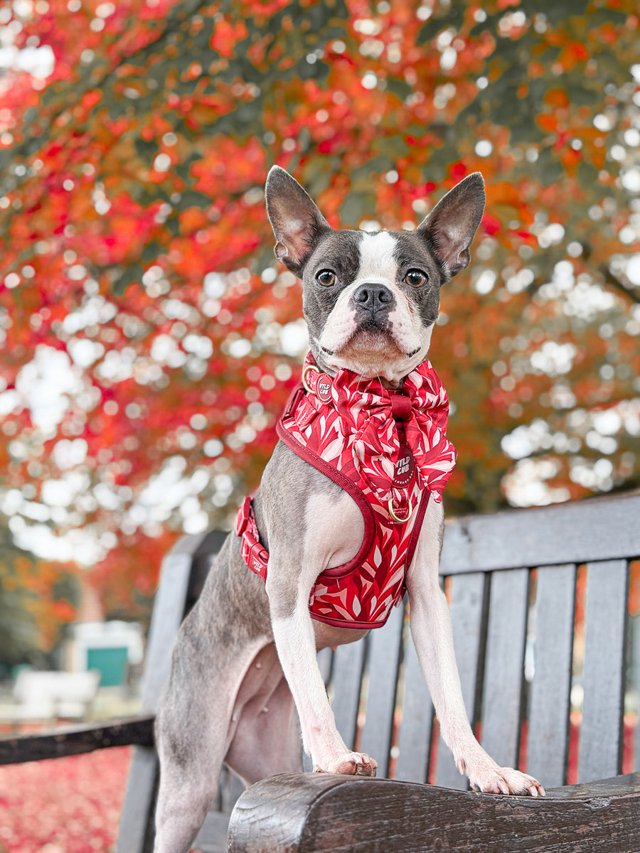Adjustable Dog Harness: Kew Acer – WYLD CUB