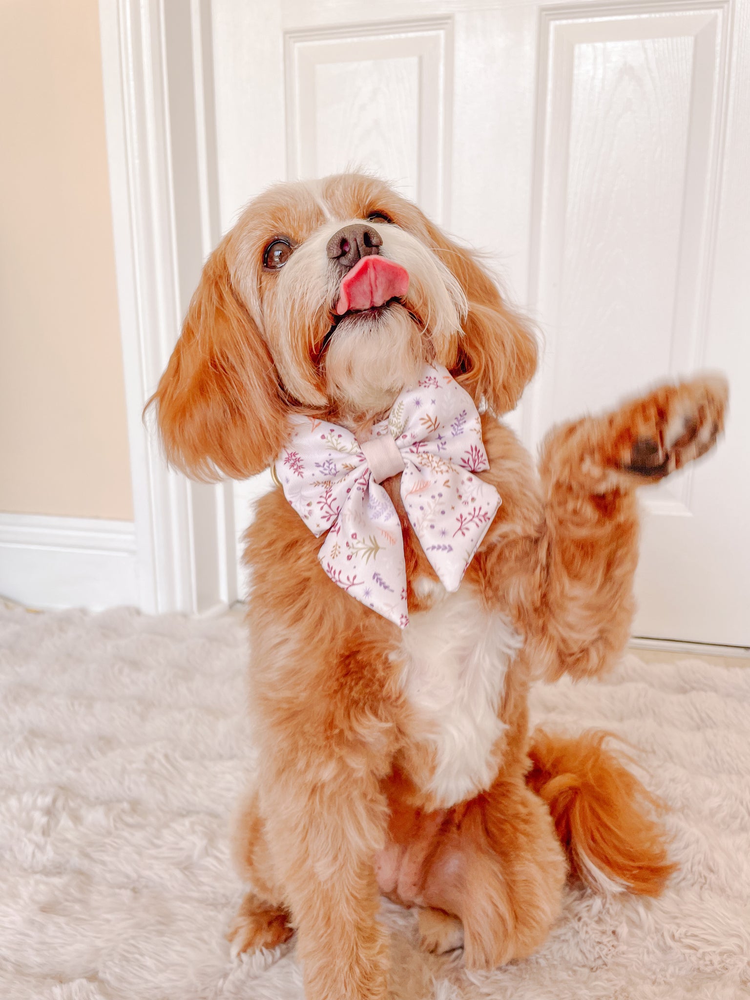 Dog Sailor Bow: Chiswick Oyster – WYLD CUB